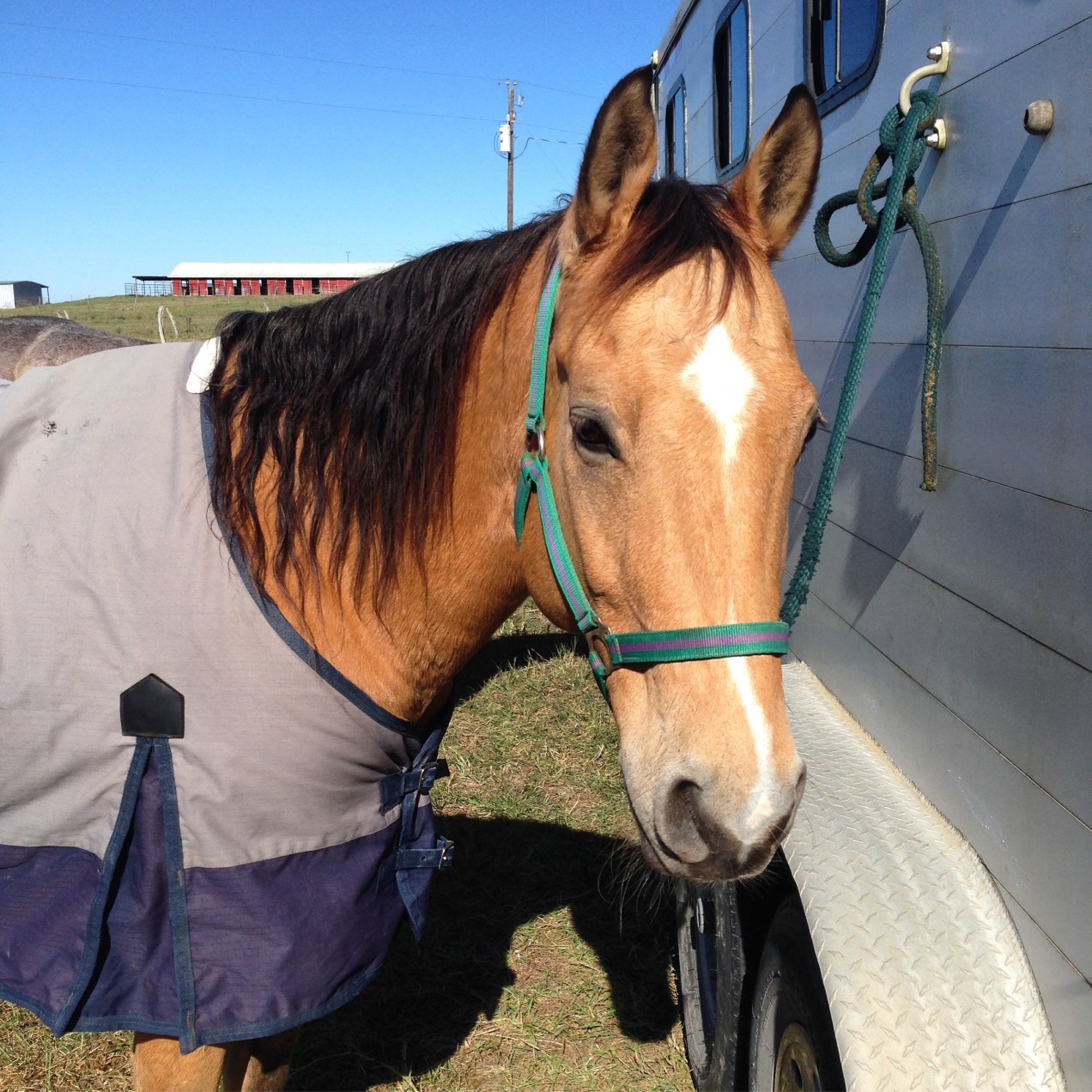 Urban Equestrian – Riding and writing