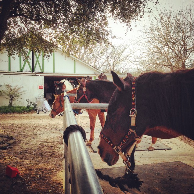 Urban Equestrian – Riding and writing