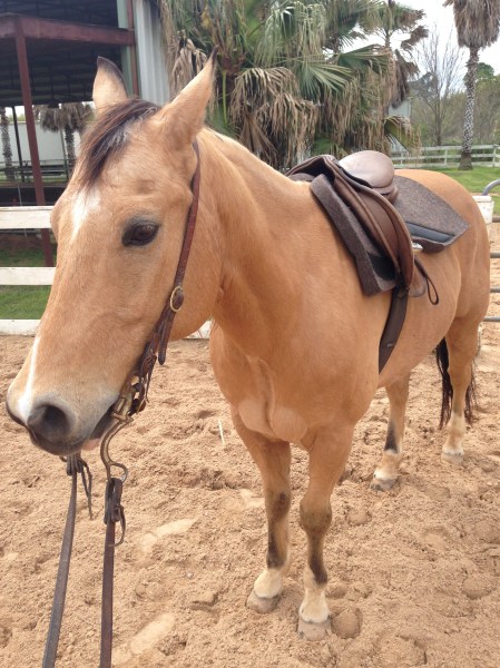 Urban Equestrian – Riding and writing